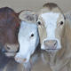 Two Donkeys by Cathy Stringer