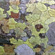 Incoming Tide by Diane Rogers